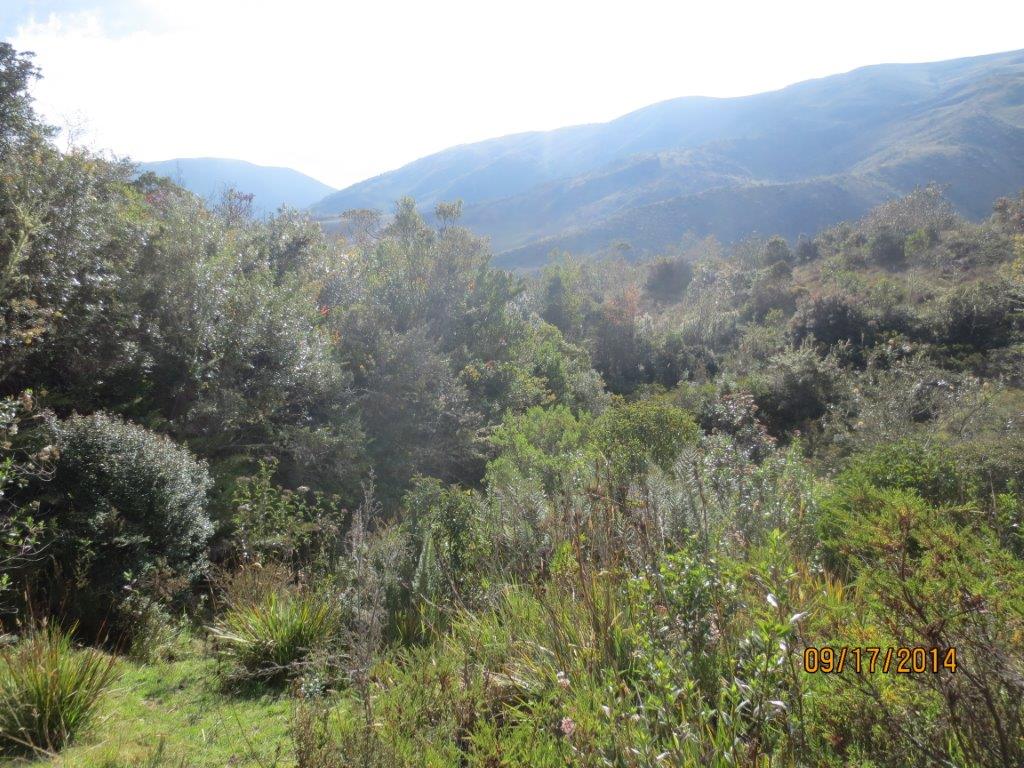 30 hectares on two separate parcels - Ecuador Real Estate - Lodge