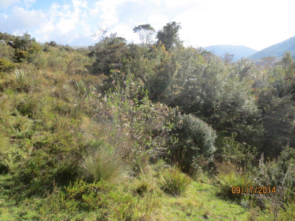 30 hectares on two separate parcels - Ecuador Real Estate - Lodge
