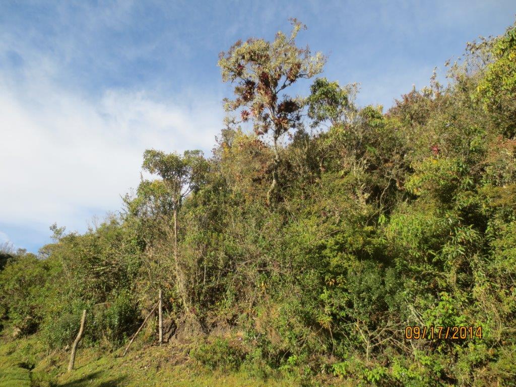 30 hectares on two separate parcels - Ecuador Real Estate - Lodge