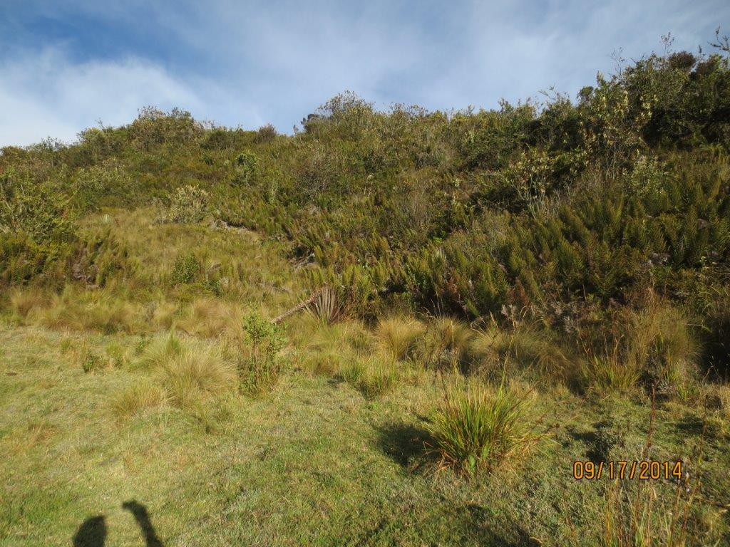 30 hectares on two separate parcels - Ecuador Real Estate - Lodge